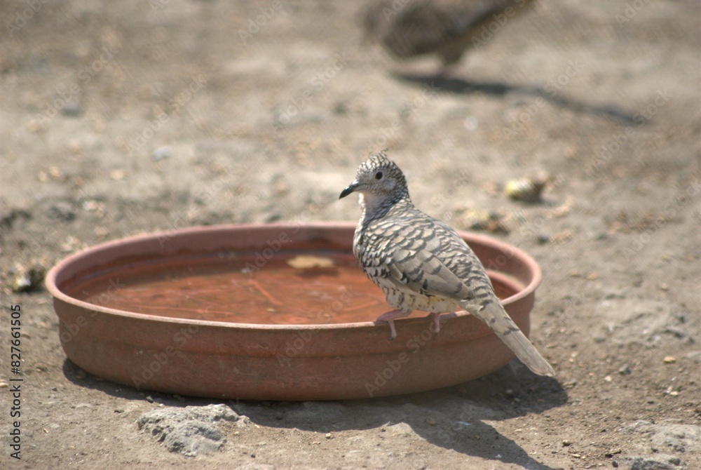 La variedad de aves es impresionante,desde las aves marinas como ...