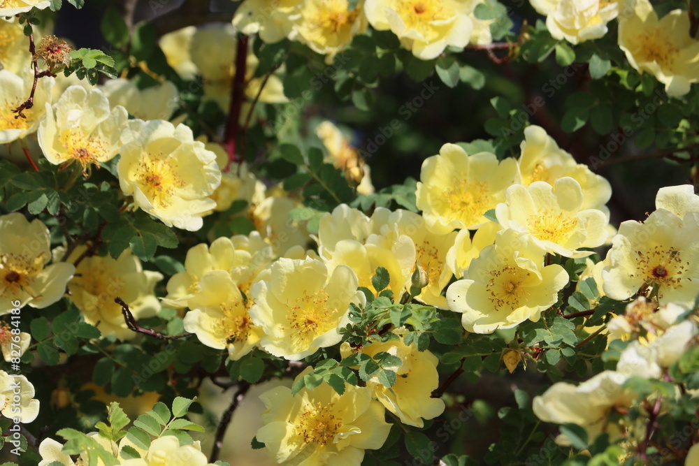 Sweden. Rosa 'Harison's Yellow', also known as R. × harisonii, the ...