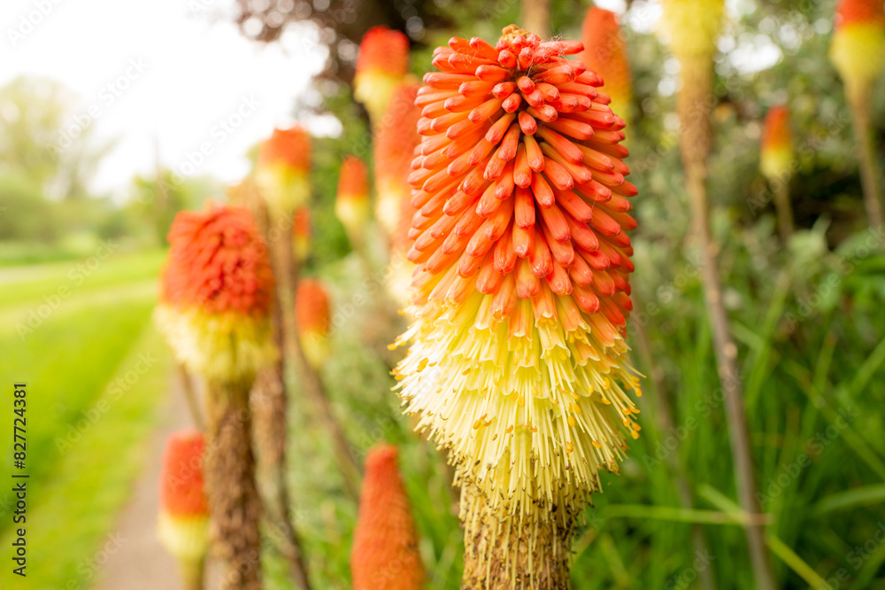 Wonderful abundance of Red Hot Poker plants seen at the front of an ...