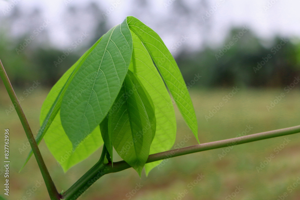cassava plants that grow well, texture and shape of cassava plant ...