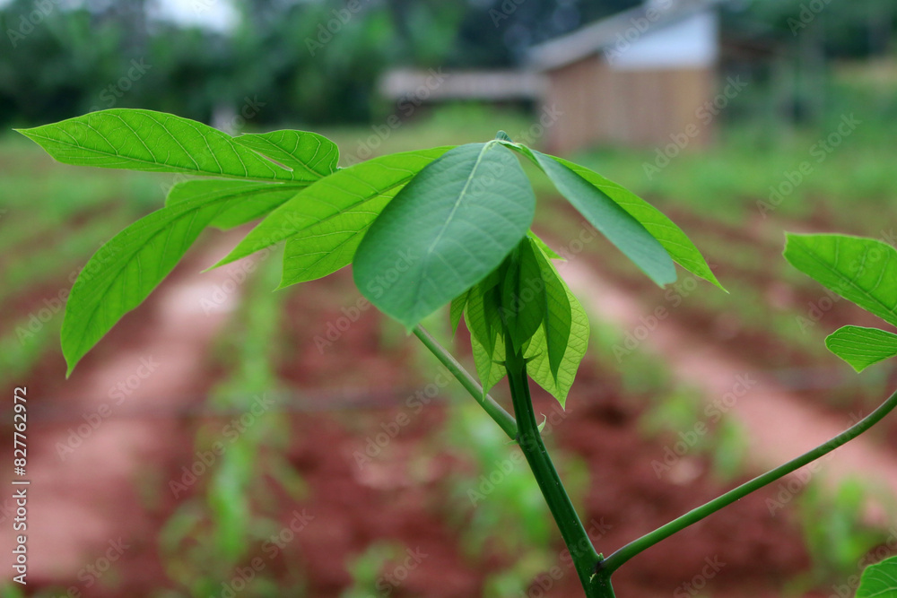 cassava plants that grow well, texture and shape of cassava plant ...