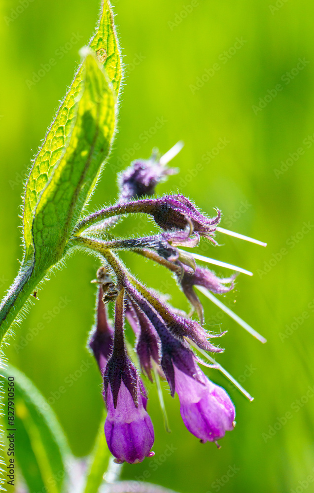 Comfrey (Symphytum officinale) is a medicinal plant from the borage ...