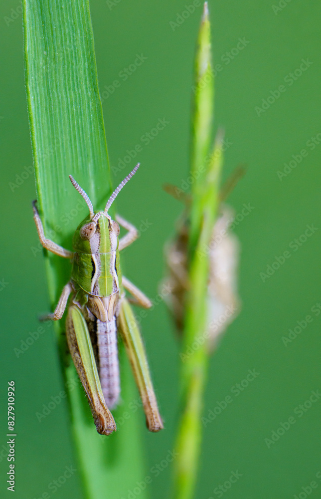 The green grasshopper (Tettigonia viridissima) is a common species of ...