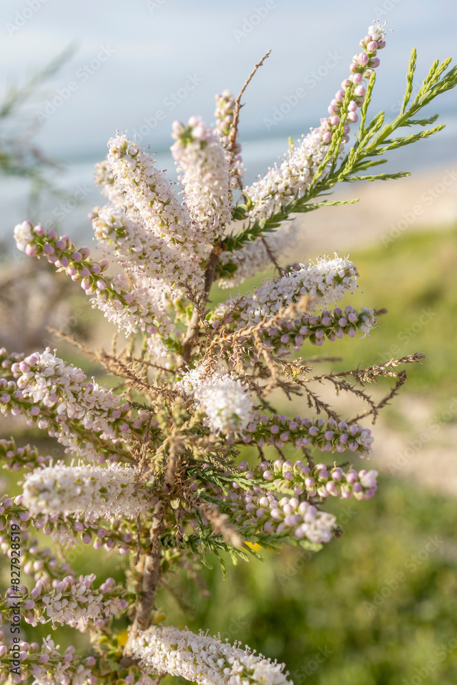 Tamarix africana, the African tamarisk, is a species of tree in the ...