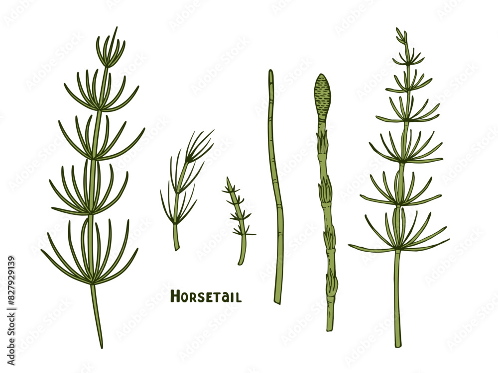 Horsetail, forest and medicinal herbs, handmade ink. Image of the ...