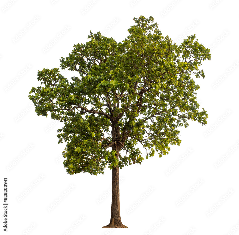 Green tree isolated on transparent background with clipping path and alpha channel. Stock Photo ...