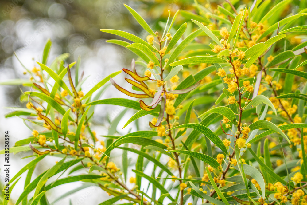 flowering Acacia confusa,ayangile, small Philippine acacia, Formosa ...