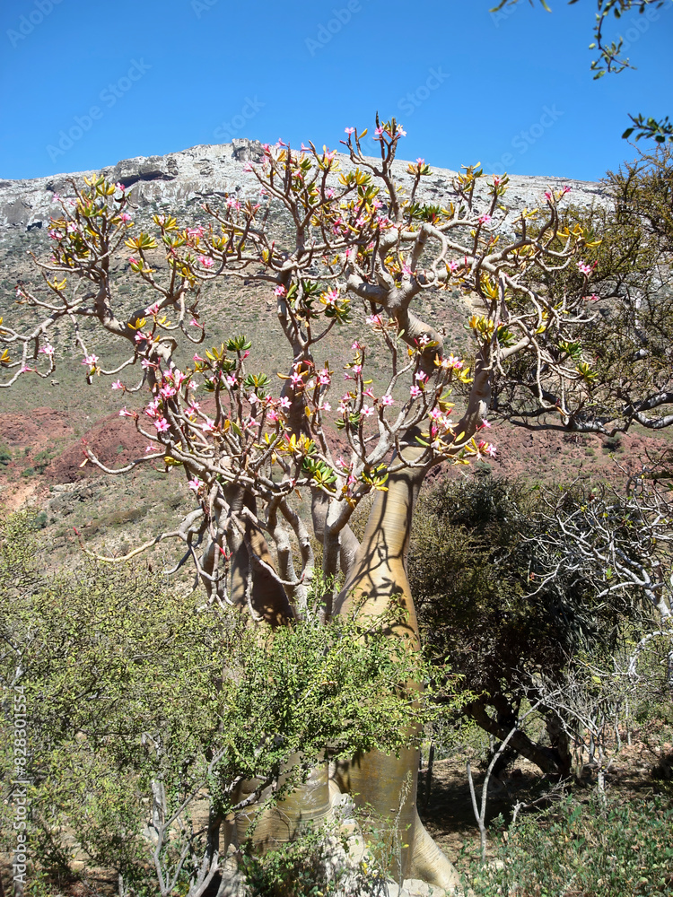 Bottle tree (Adenium Socotranum) with pink flowers at Socotra Island, a ...
