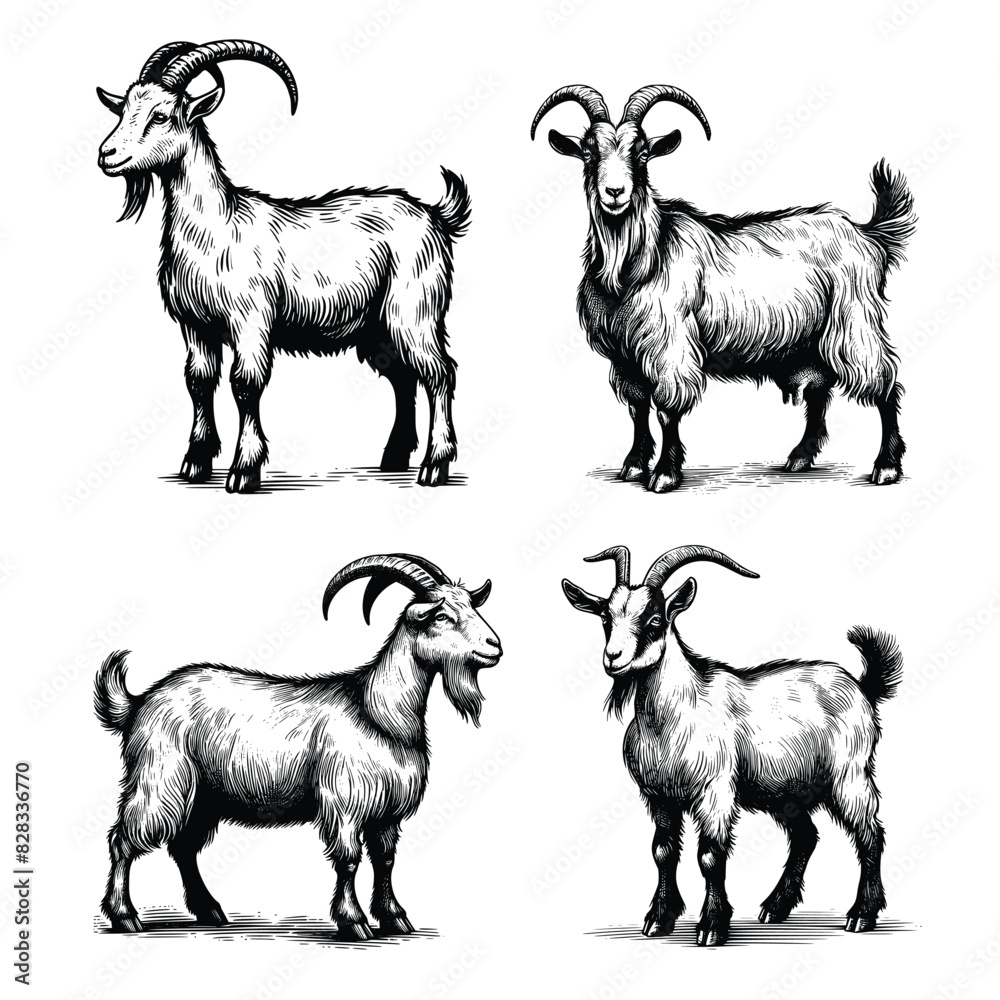 set of goats animal illustration. black and white hand drawn goat ...