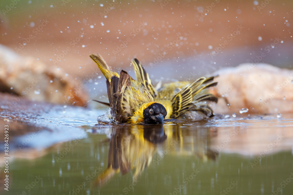 Lesser Masked Weaver male bathing in waterhole with reflection in ...