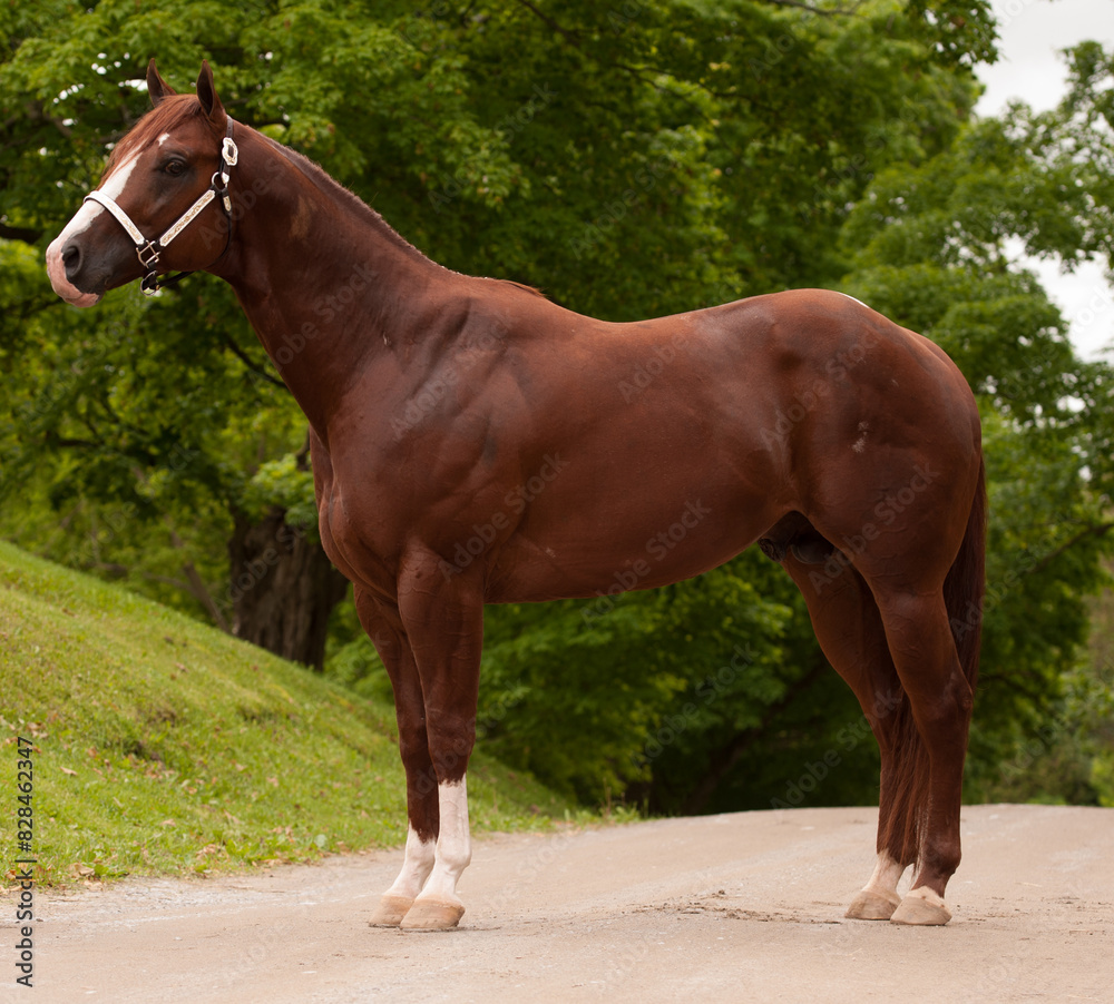 solid appaloosa horse conformation shot equine photos from side of ...