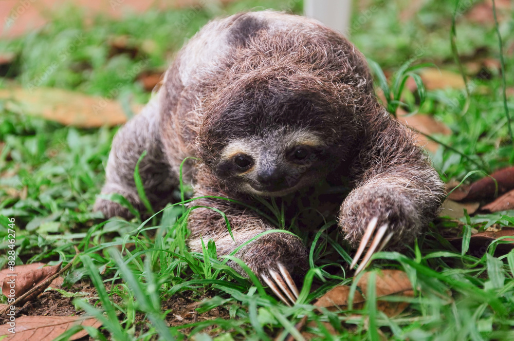 Oso perezoso de tres dedos en el suelo al aire libre en la naturaleza ...