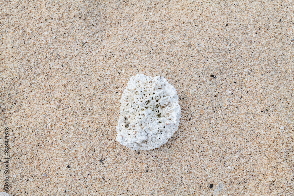 Calcareous fragments of coral and shells on the white sand beach ...