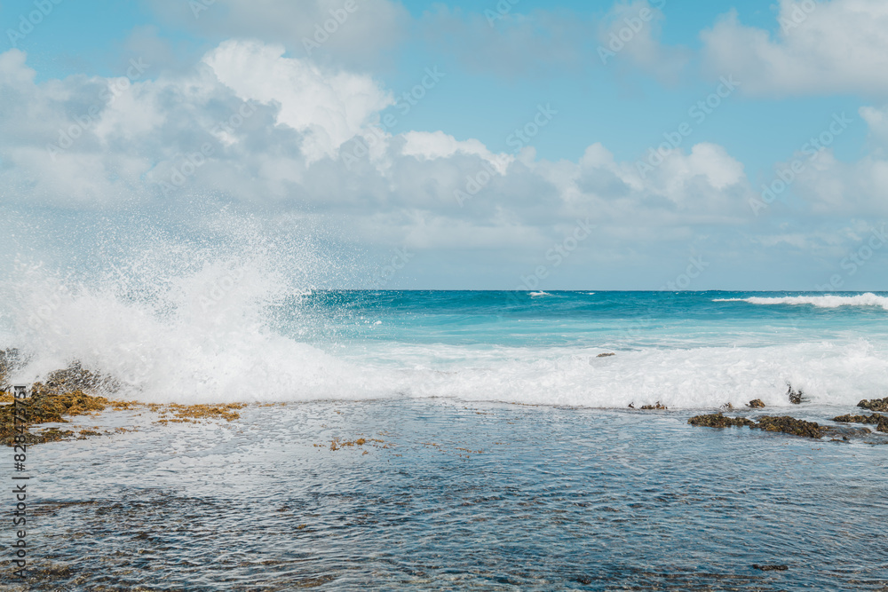 Formerly known as Sargassum echinocarpum, Sargassum aquifolium is an ...