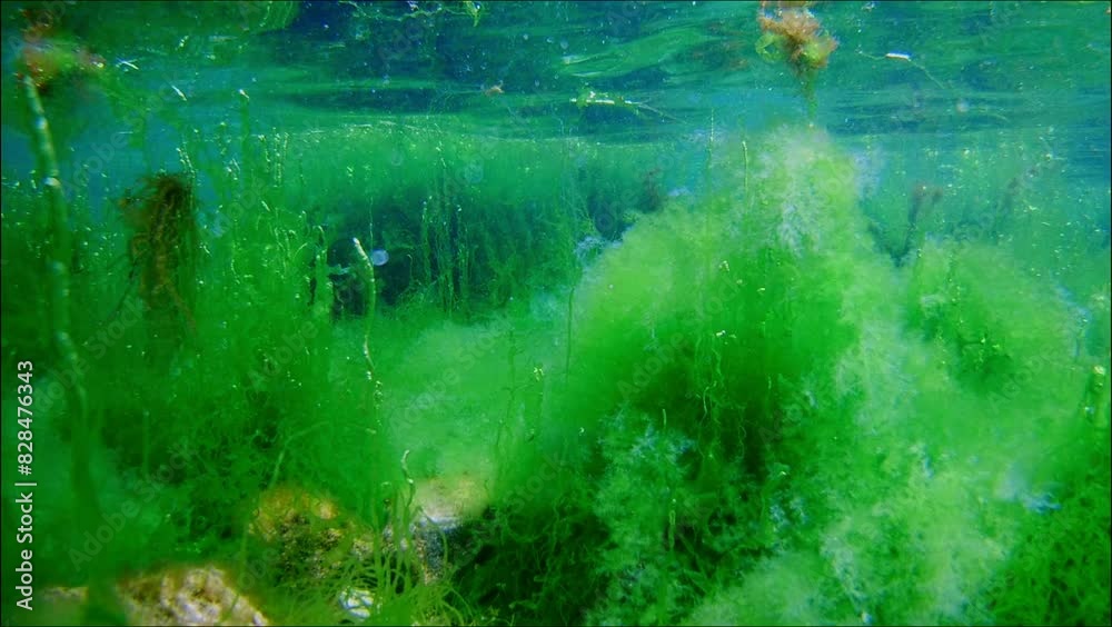 green Ulva and cladophora algae vegetation make air bubble in laminar ...