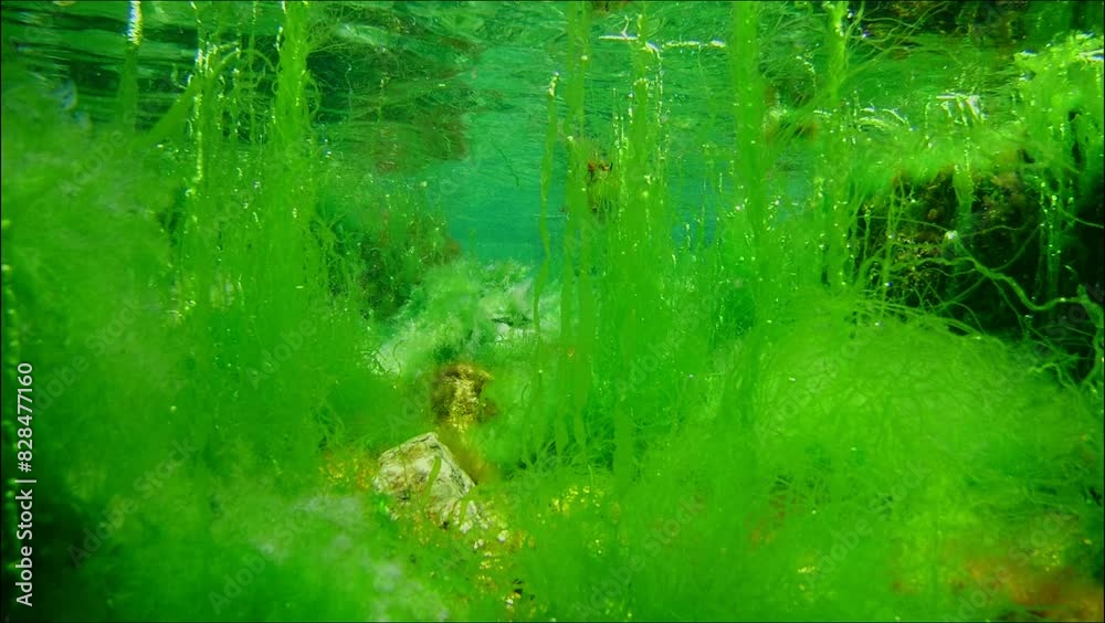 green Ulva and cladophora algae, algal vegetation in laminar wave flow ...