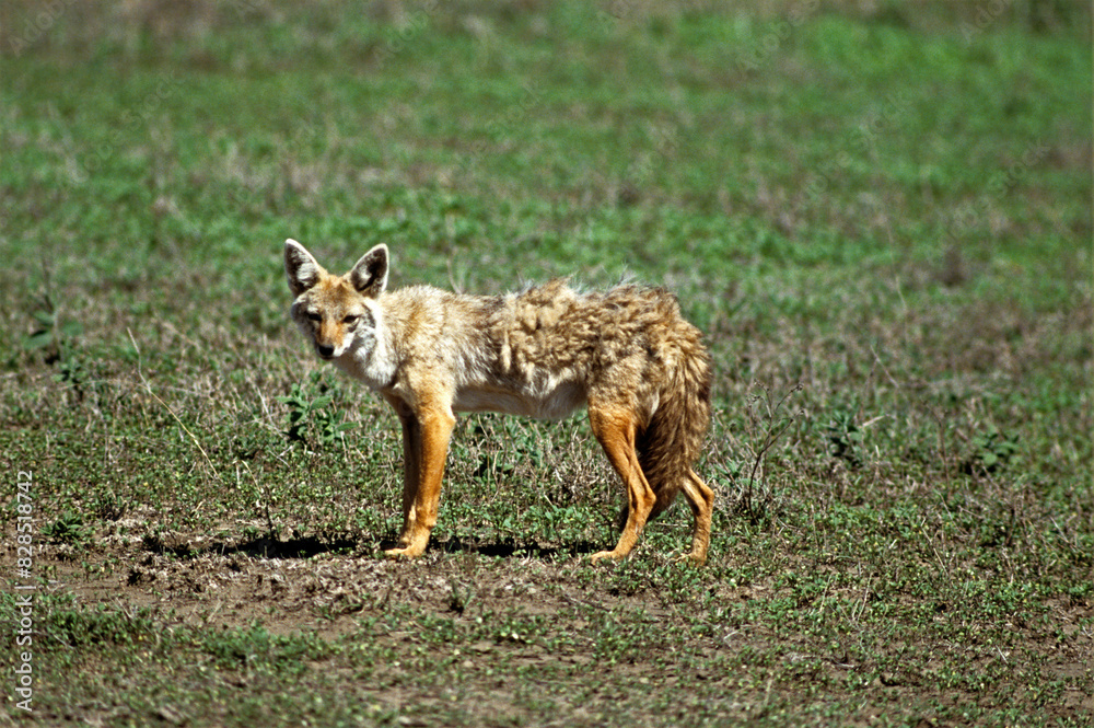 Chacal doré, Chacal commun, Canis aureus, Tanzanie Stock Photo | Adobe ...