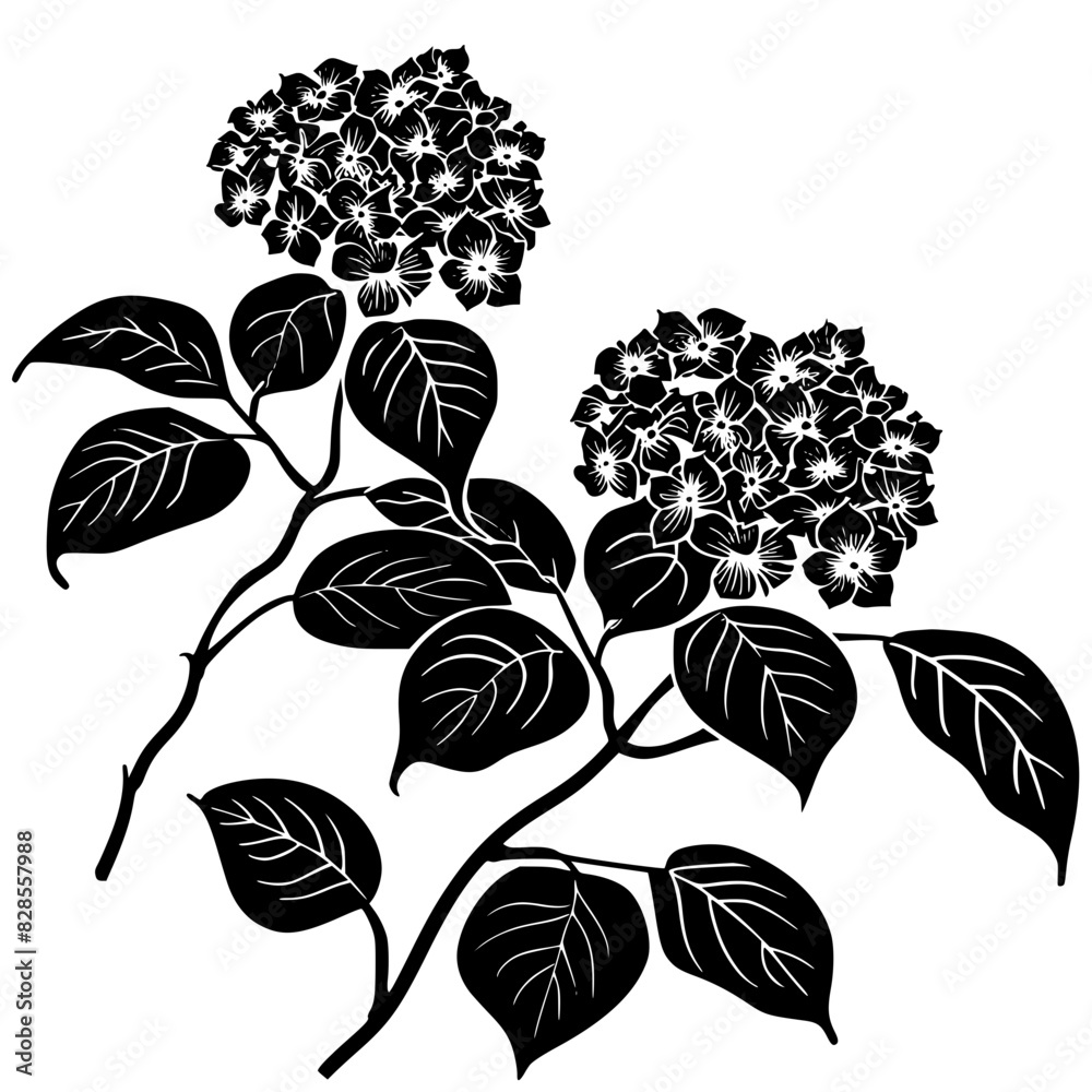 Hydrangea silhouette, Hydrangea svg, Hydrangea png, Hydrangea illustration, Hydrangea ...