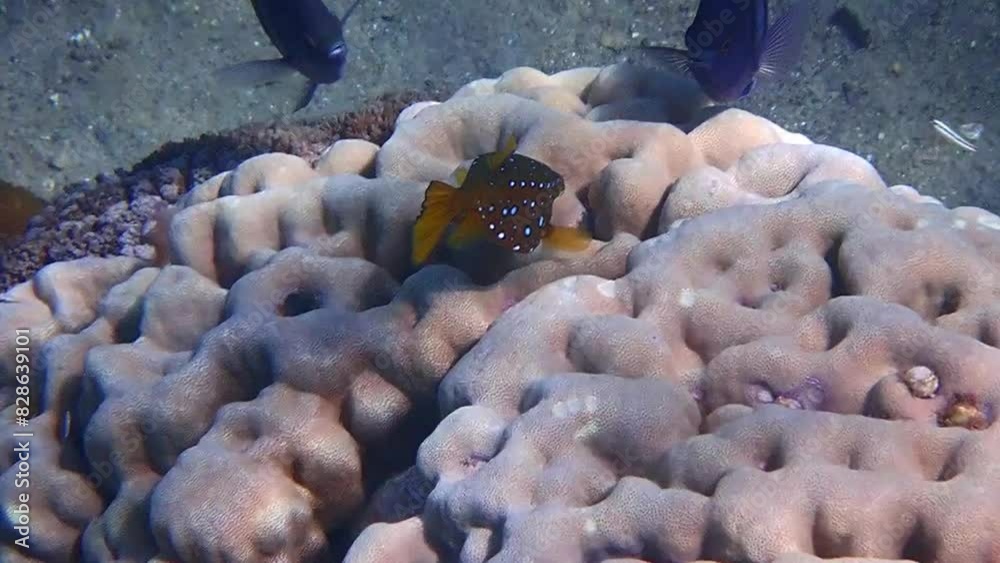 Blue spotted cube trunk-fish (Ostracion cubicus) inhabits coral reefs ...