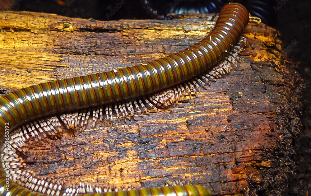 The giant African millipede (Archispirostreptus gigas), is one of the ...