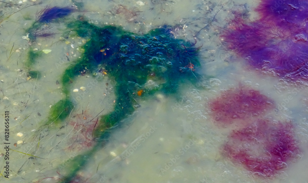 Red and green algae under the ice. Shore of the frozen Tiligul estuary ...