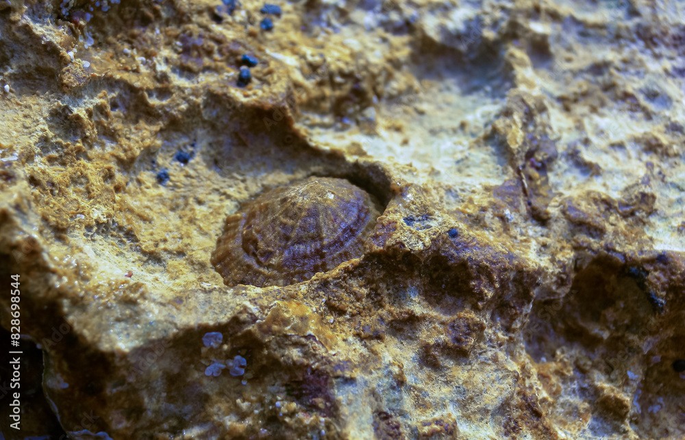 Mediterranean limpet and rayed Mediterranean limpet (Patella caerulea), Malta Stock Photo ...