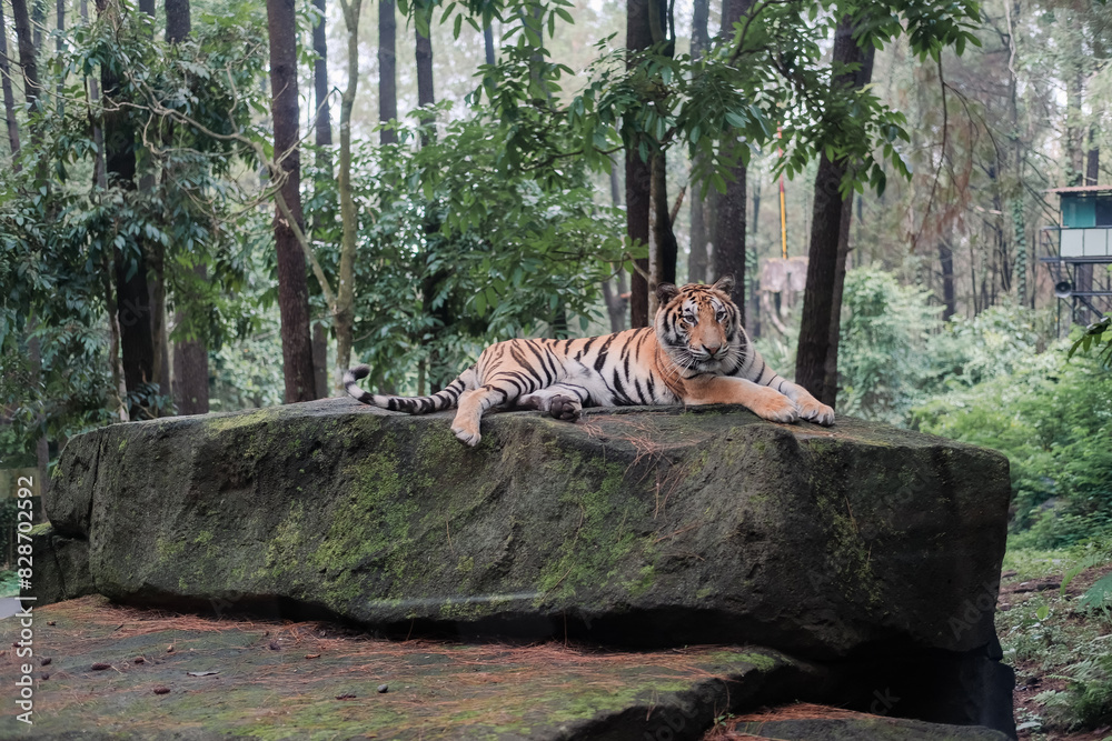 Sumatran Tiger Laying (Panthera tigris sondaica) at The Taman Safari ...