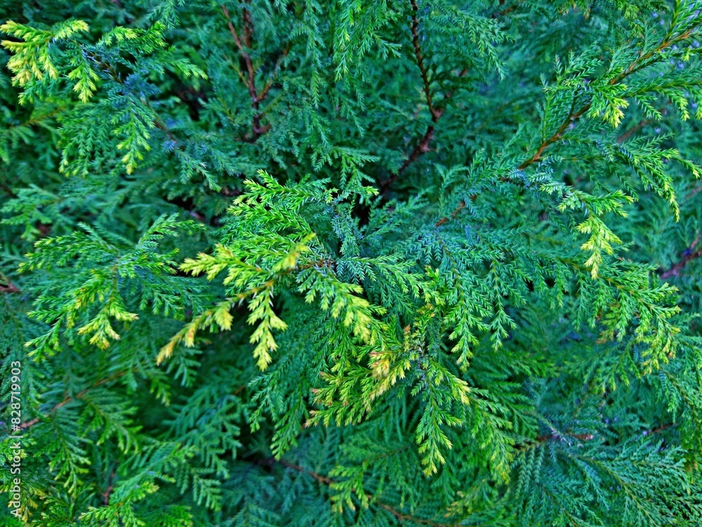 Cypress cedar tree branch. Thuja occidentalis bush is evergreen ...