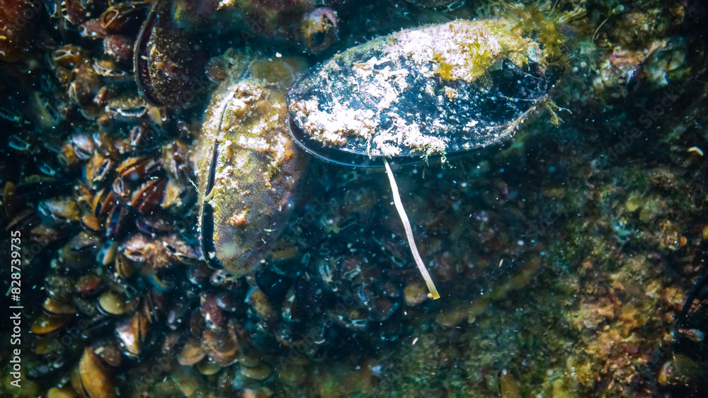 Mediterranean mussel (Mytilus galloprovincialis), the mollusk secretes ...
