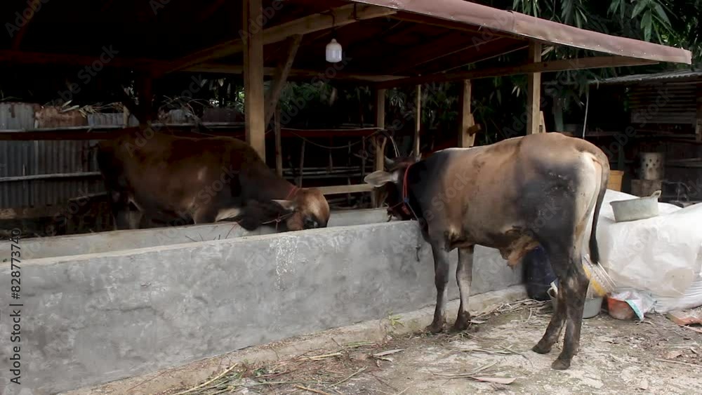 Brahman cows or Bos taurus indicus are eating in a traditional ...