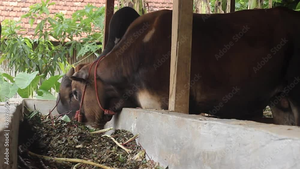 Brahman cows or Bos taurus indicus are eating in a traditional ...