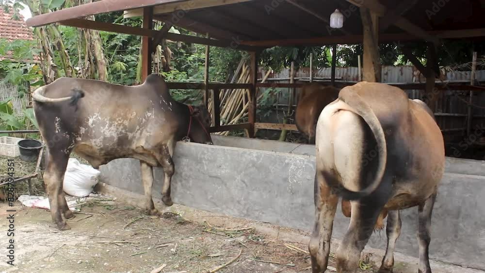 Brahman cow or Bos taurus indicus, in the farm stall. Preparation for ...