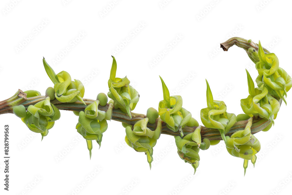 Dutchman's pipe vine, isolated on solid white background, PNG di-cut ...