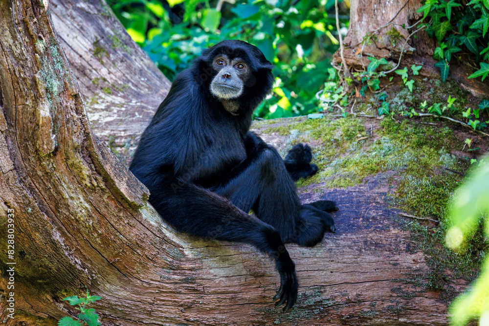 Siamang gibbon, Symphalangus syndactylus, sitting on an old tree trunk ...