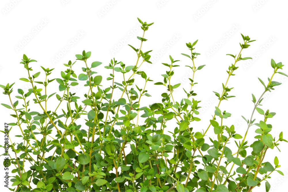 Creeping thyme, isolated on solid white background, PNG di-cut style ...