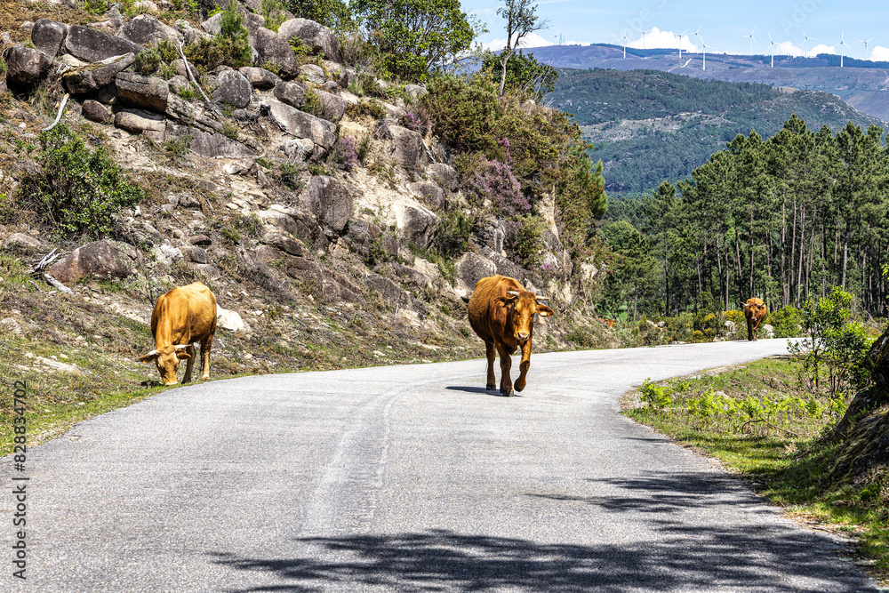 The Cachena cow in Nationalpark Peneda-Geres in North Portugal, a ...