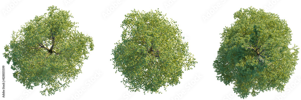 Acer pseudoplatanus tree top view, tree plan 4k png cutout Stock ...