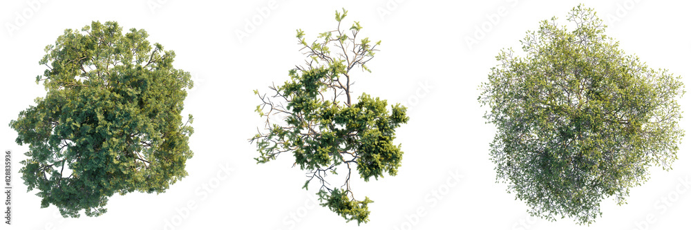Pinus pinaster tree top view, tree plan 4k png cutout Stock ...