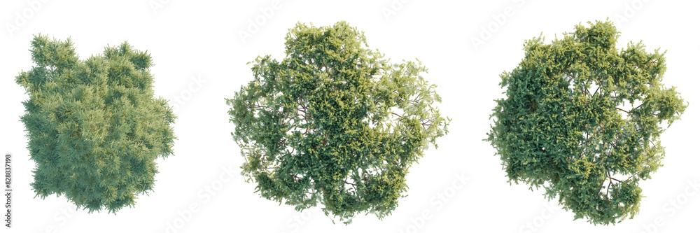 Pinus pinaster tree top view, tree plan 4k png cutout Stock ...