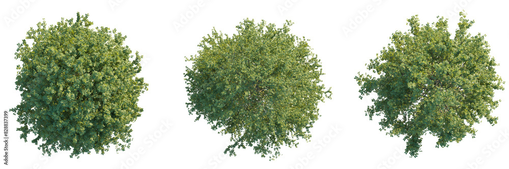 Ulmus minor tree top view, tree plan 4k png cutout Stock Illustration ...