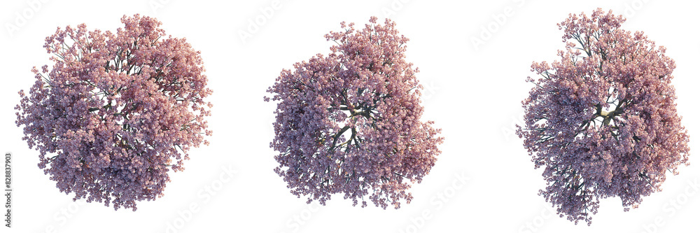 Prunus serrulata tree top view, tree plan 4k png cutout Stock ...