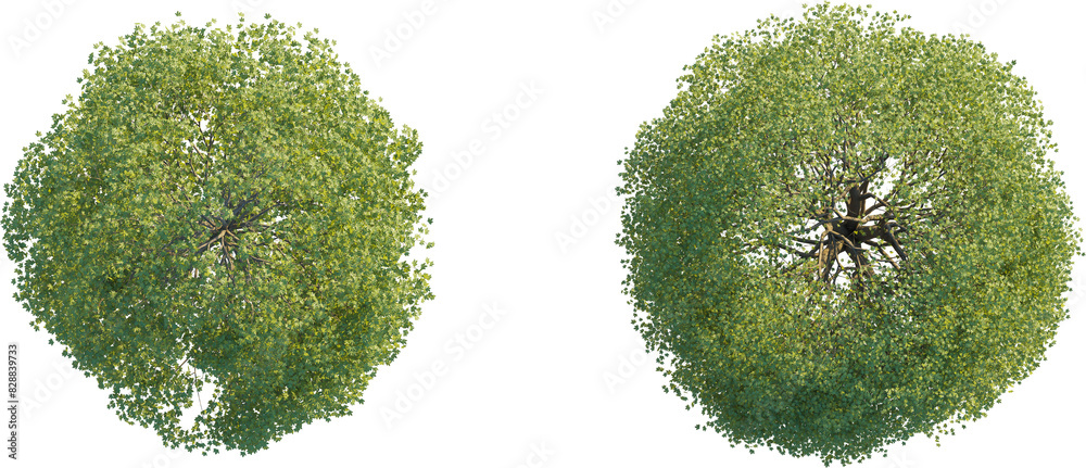 Acer pseudoplatanus tree top view, tree plan 4k png cutout ilustração ...