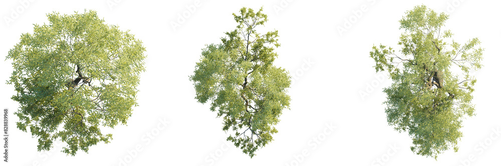 Salix babylonica tree top view, tree plan 4k png cutout Stock ...