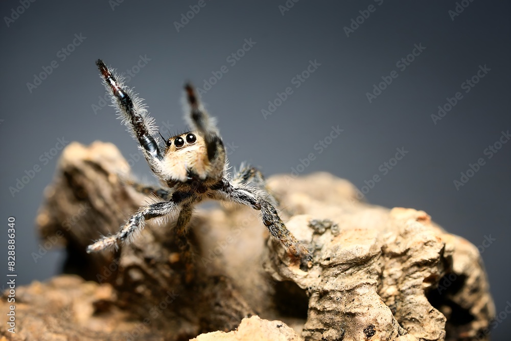 Phidippus texanus jumping spider Origin USA, Mexico, jump spider ...