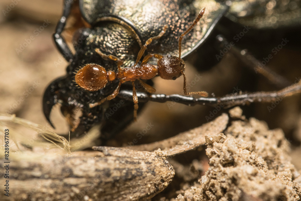 Close-up of the queen, workers and their larvae of Formica Cinerea, an ...