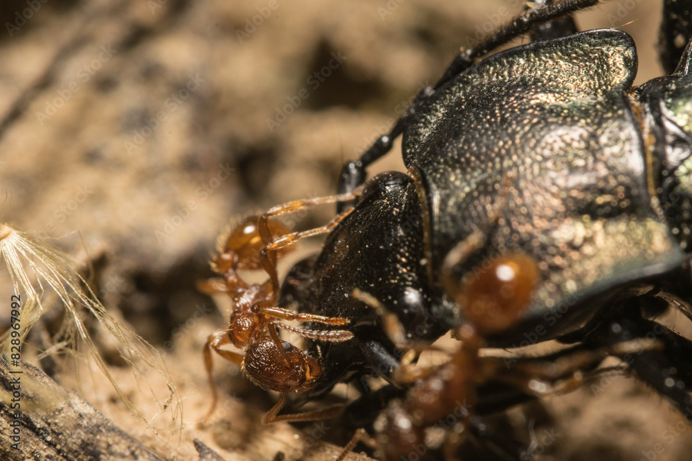 Close-up of the queen, workers and their larvae of Formica Cinerea, an ...