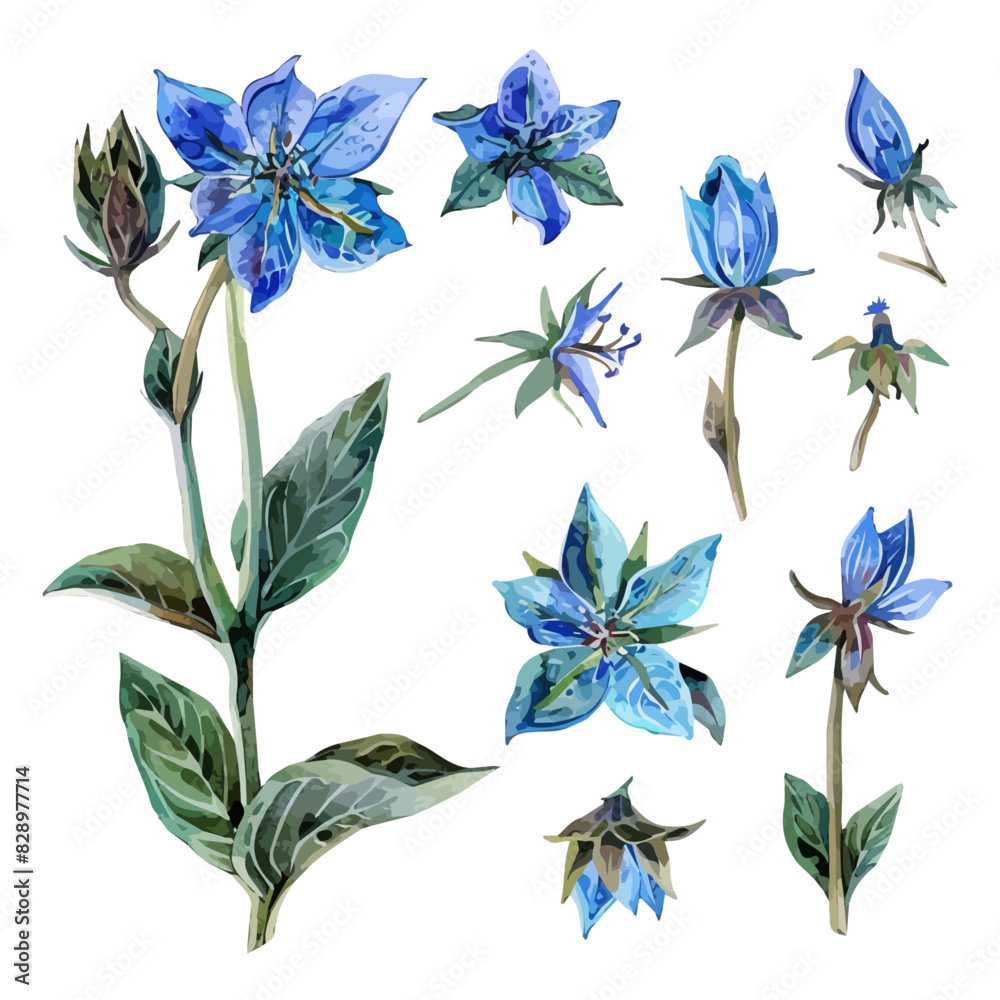 Watercolor Borage plant with flowers and buds. Watercolor hand-drawn ...