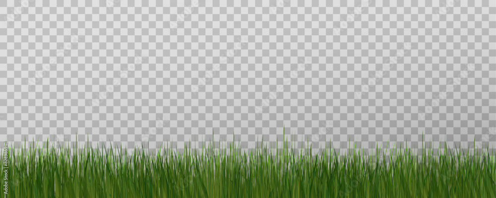 Grass border, vector illustration. Vector grass, lawn. Grass png, lawn ...