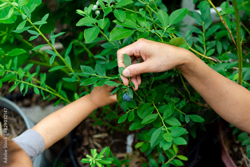 Little baby hands picking up fresh blueberry from backyard garden home ...