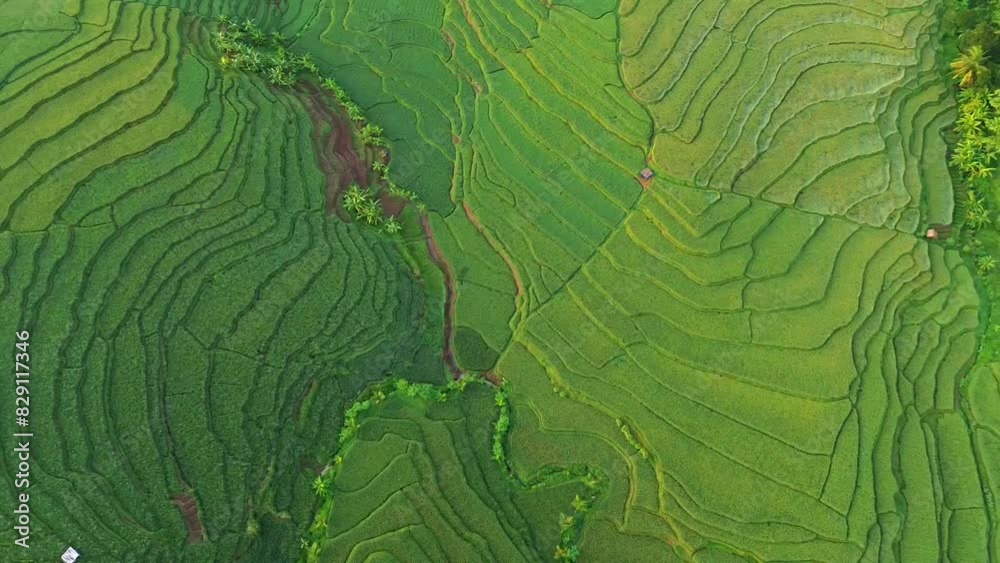 Drone flying over sunny lush green terraced rice fields in Indonesia ...